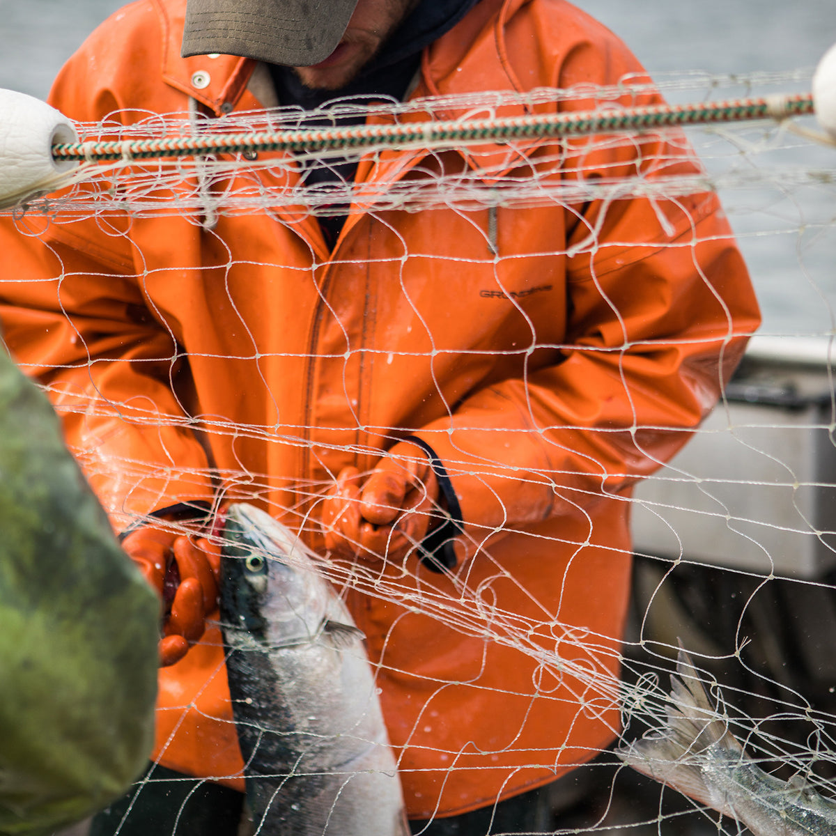 Arctic Tern Fisheries